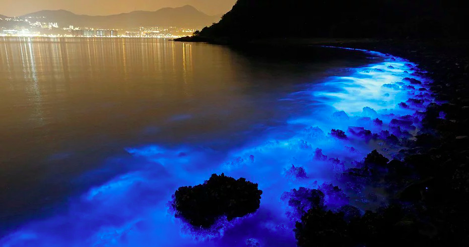 Bioluminescent Plankton Boat Tour | Jet's Private Boat Tours